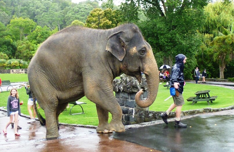 Auckland elephant Burma soon to arrive at Monarto Zoo - ABC listen