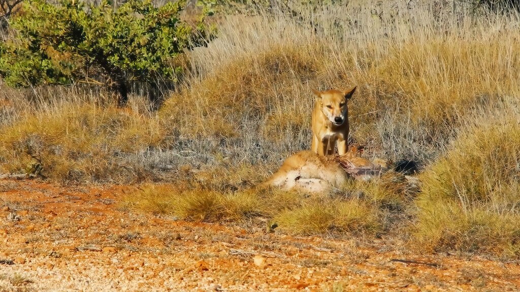 Dingo eats a kangaroo carcass on the side of the road near Exmouth, WA ...