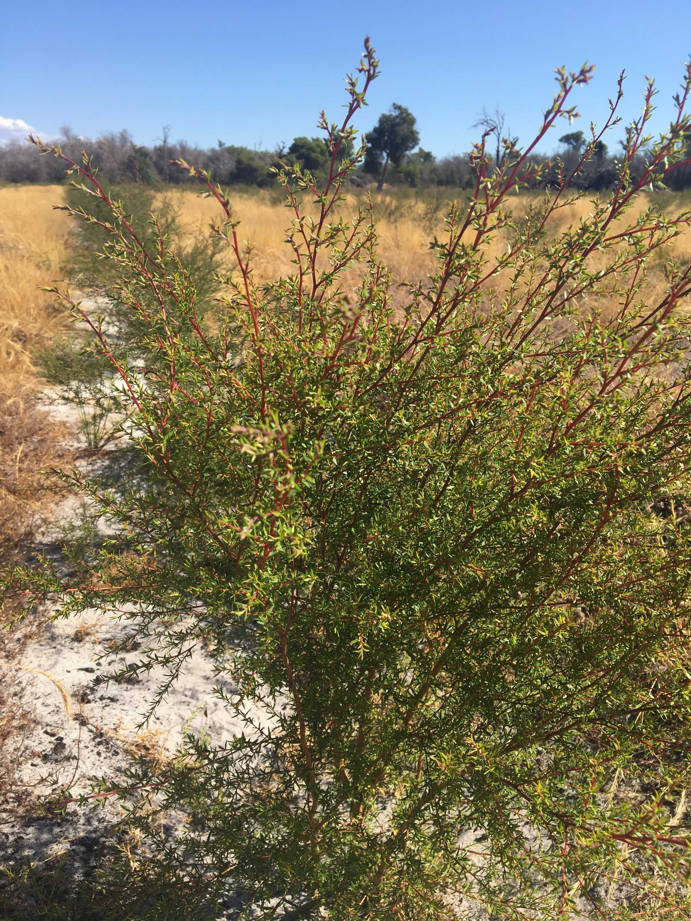 'Manuka province' potential in WA's south-west strengthens after strong ...