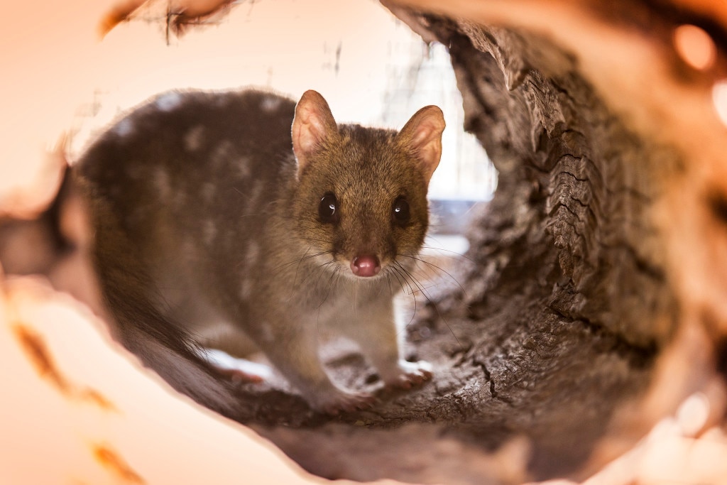 First wild eastern quolls born in Canberra in 80 years captured on ...