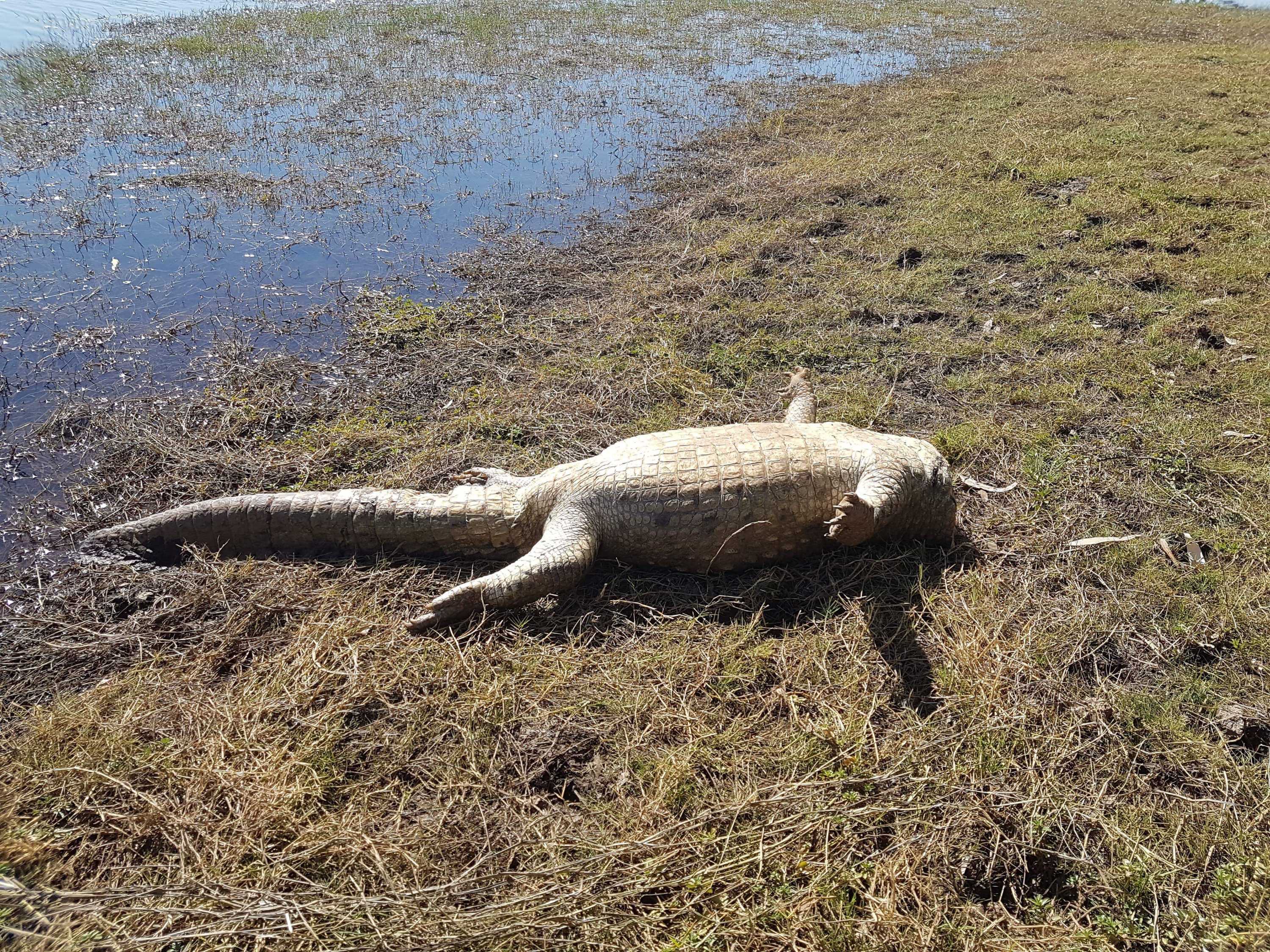 Headless crocodile found at Mount Isa lake, police investigating - ABC News