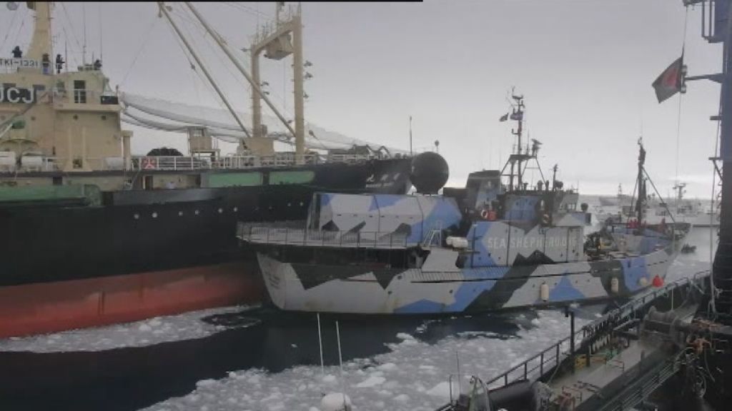 Japanese whaling fleet suspends hunt after ship collision - ABC News