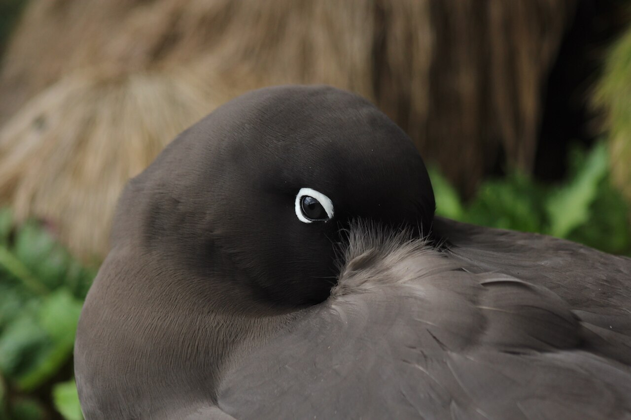 Gough Island's giant Tristan albatross faces being wiped out by a tiny ...