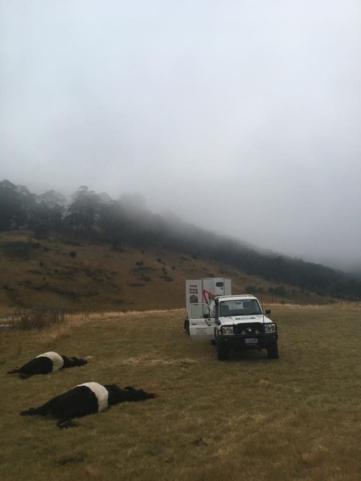 The mobile butcher takes it from the paddock to the plate - ABC listen