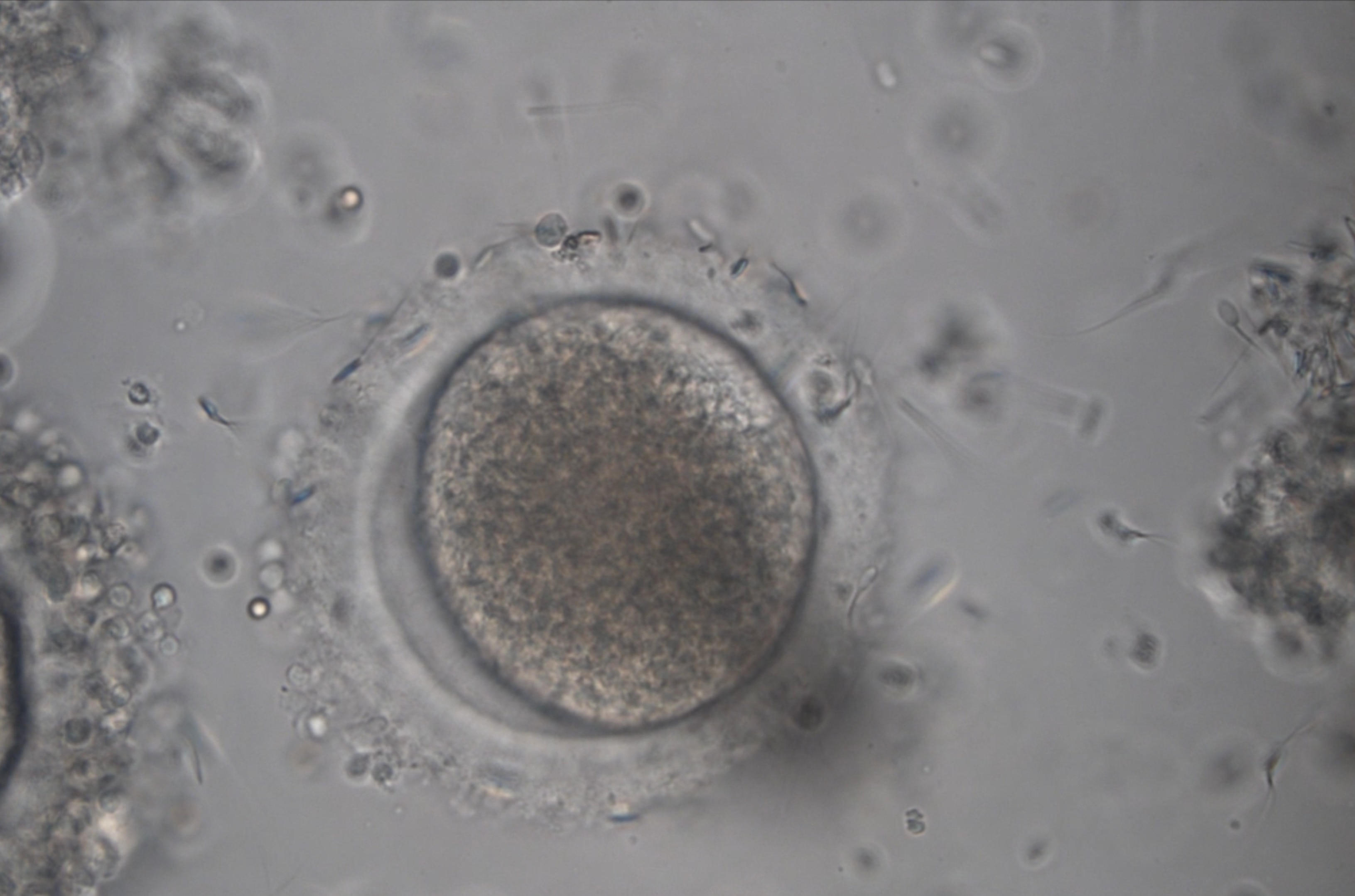 Scientists target rabbit fertility in radical new pest-control plan ...