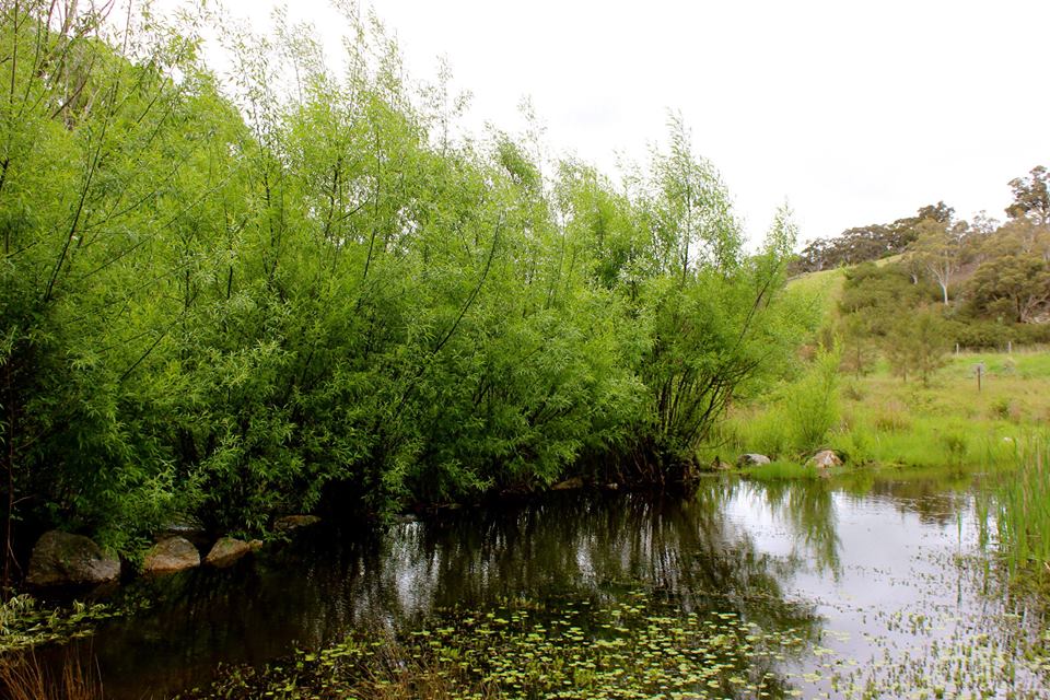 UN recognises unique Australian farm built around Natural Sequence ...