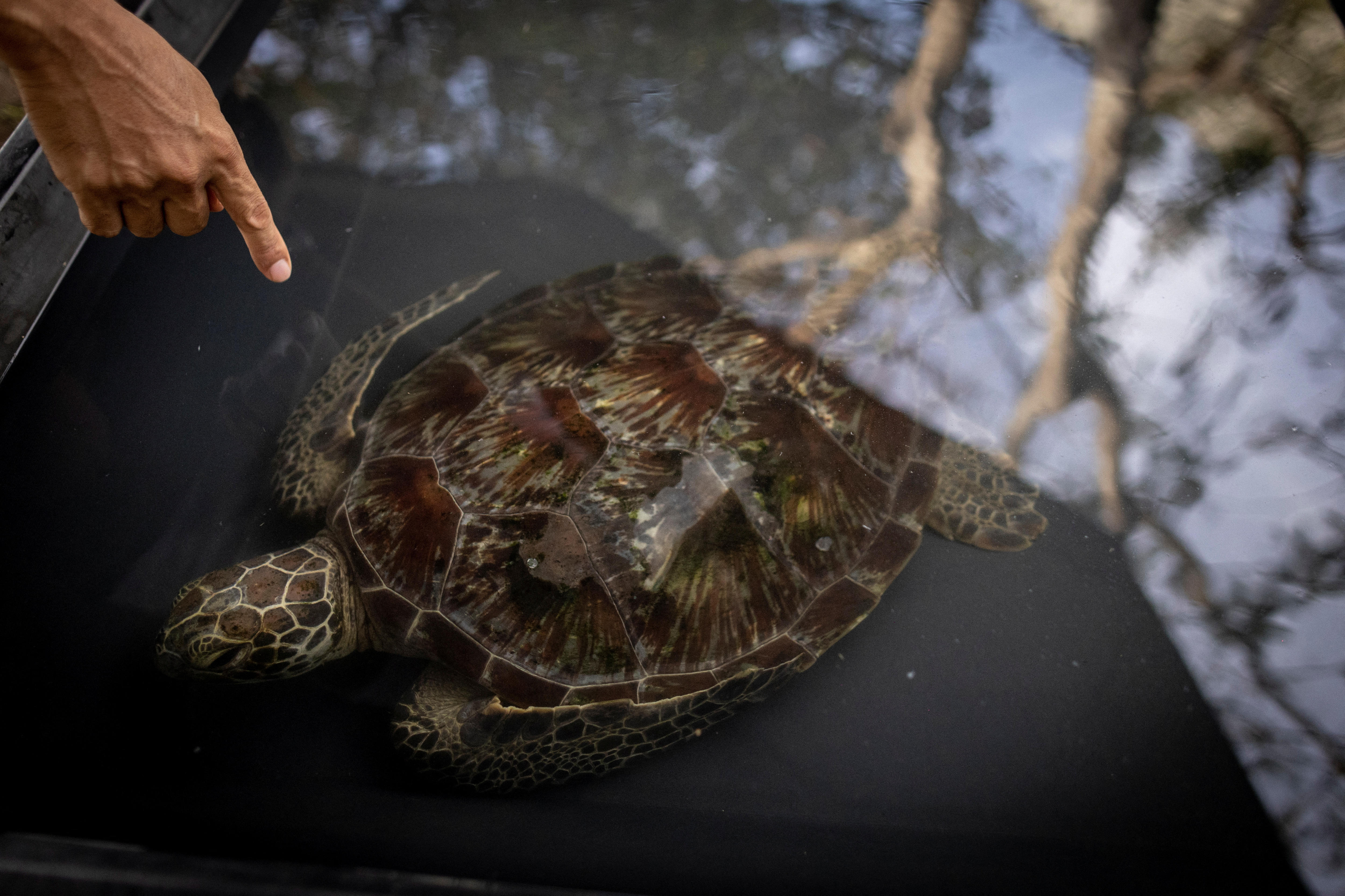 How sea turtle poachers in the Philippines became protectors working to ...