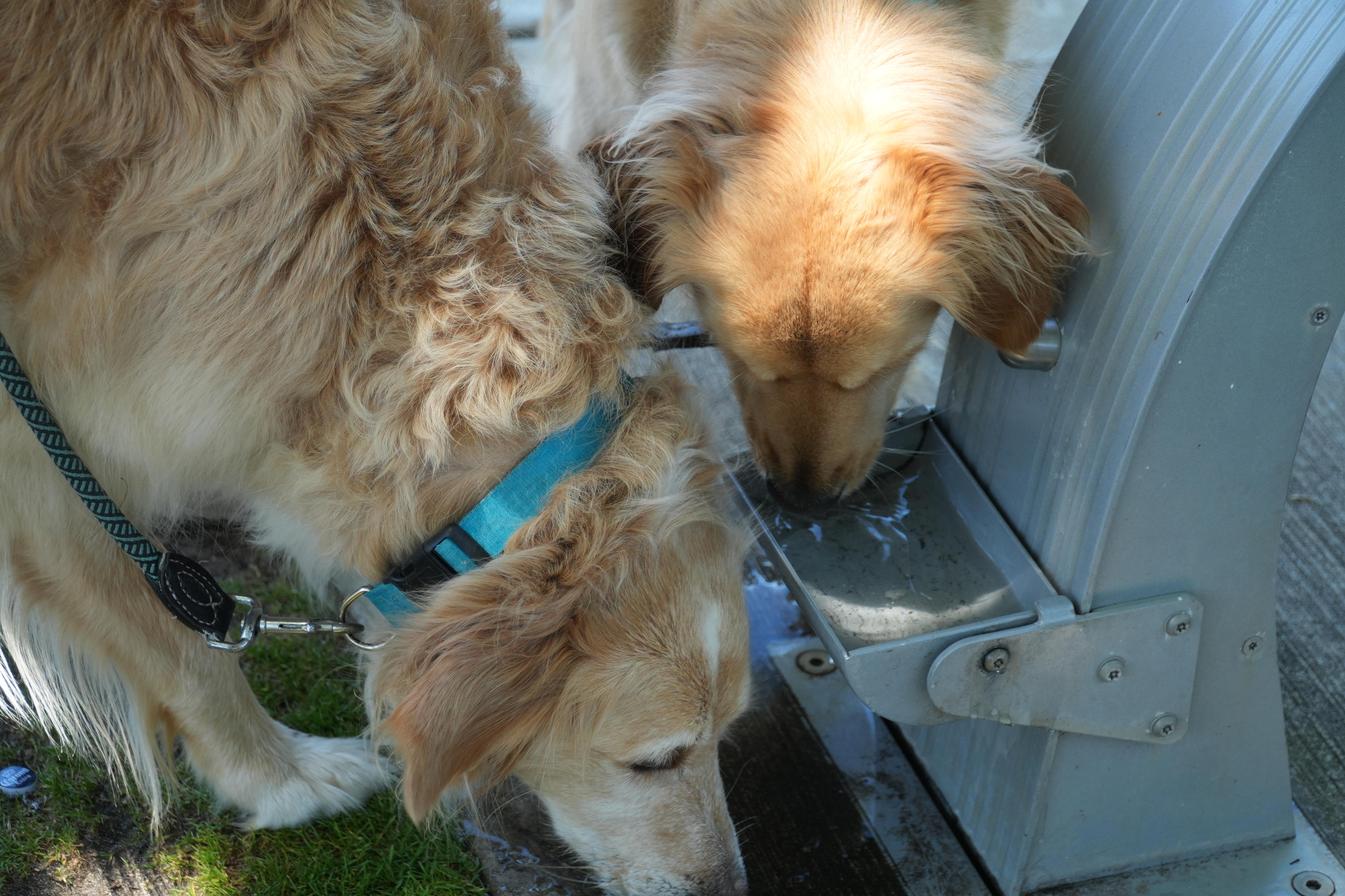 Dog baiting fears grow in Perth's south after owner finds rat poison in ...