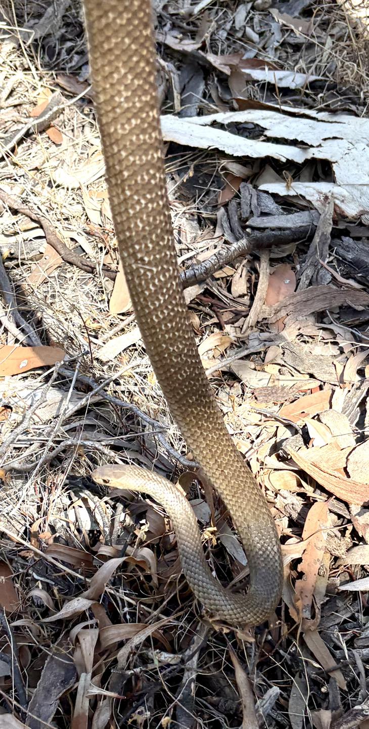 Brown snake bites man, kills cat and seeks out canaries in Yankalilla ...