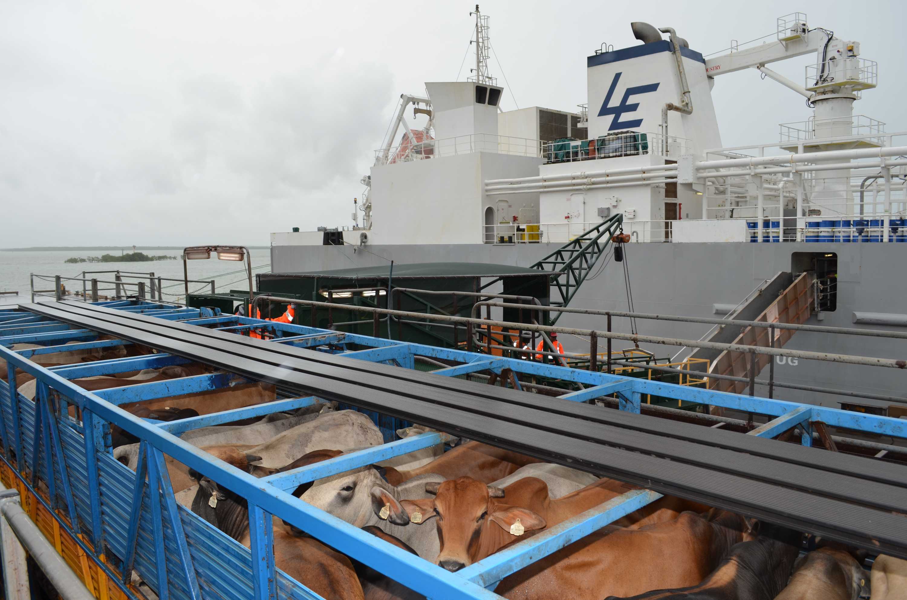 Live cattle exports going "absolutely flat out" from Darwin to Indonesia - ABC listen
