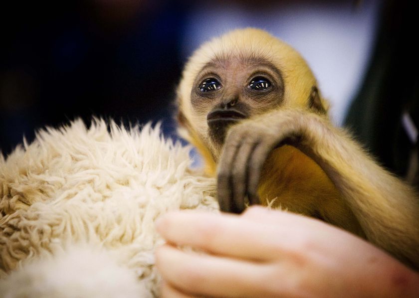 Rare gibbon survives at Perth Zoo - ABC News