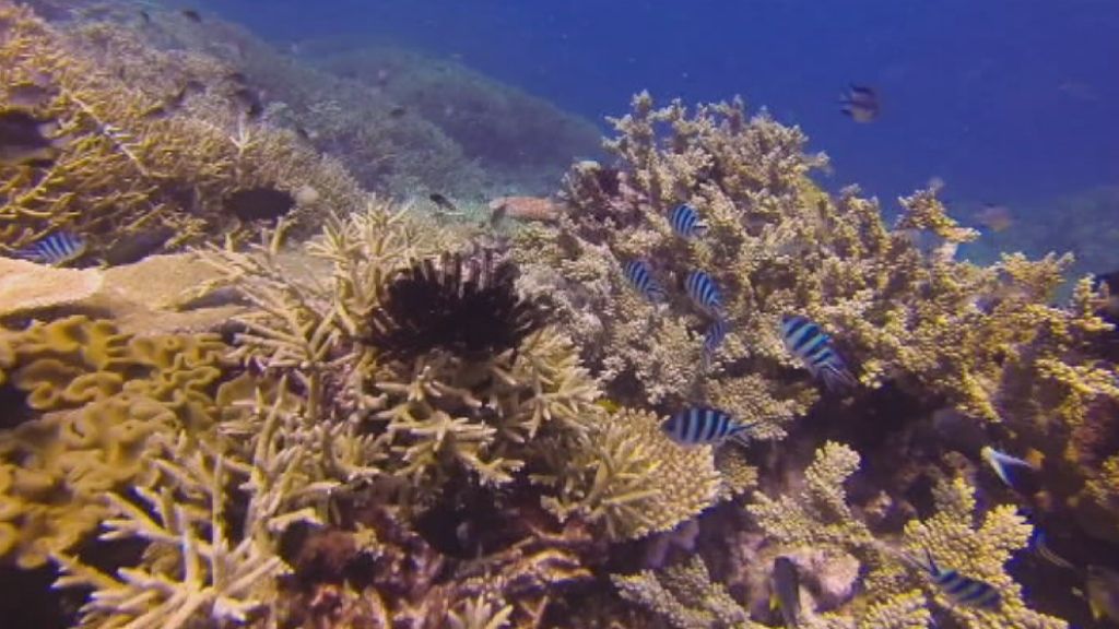 Researchers discover hidden coral reefs off Queensland - ABC News