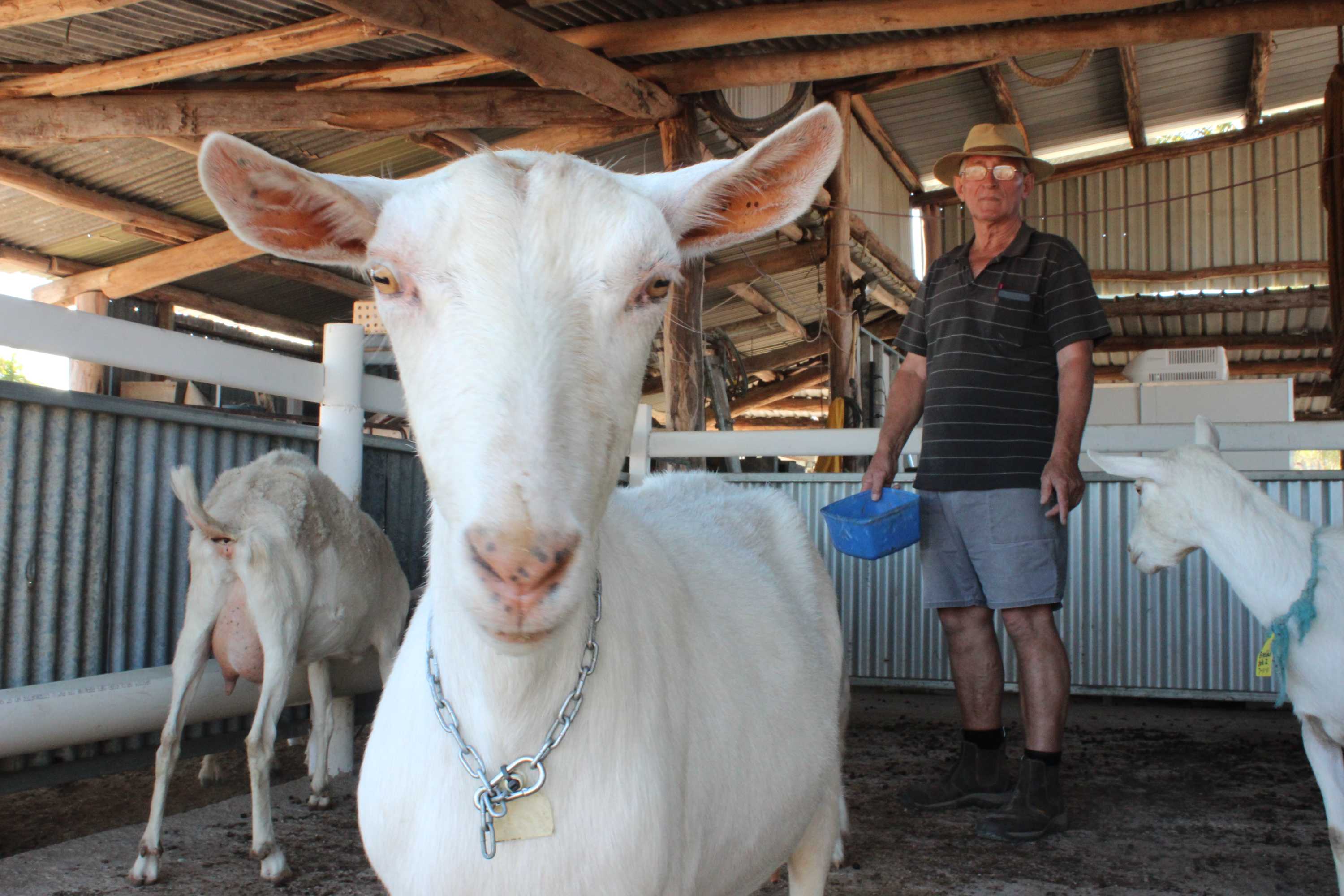 Goat milk dairy plans for north Queensland - ABC News