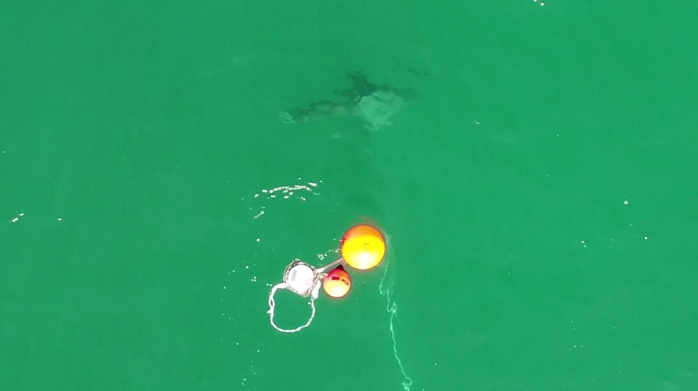 A shark caught in a drumline - ABC News