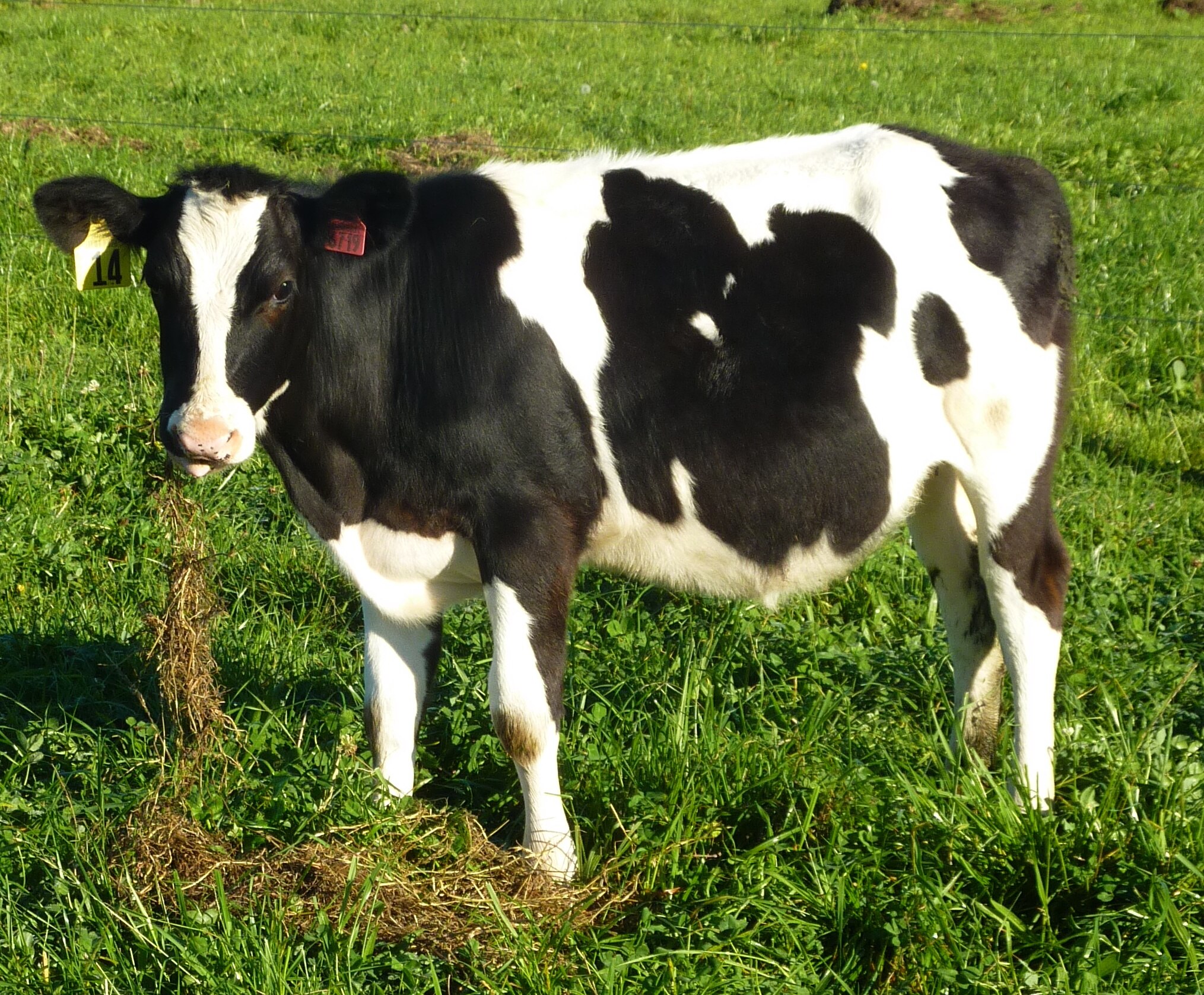 Genetically Modified Cows Scientists Develop Genetically Modified Cow