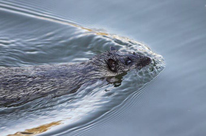 Rakali: Australia’s water rat makes a splash in science week - ABC listen