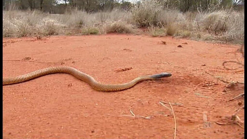 Snakes invade Alice Springs - ABC News