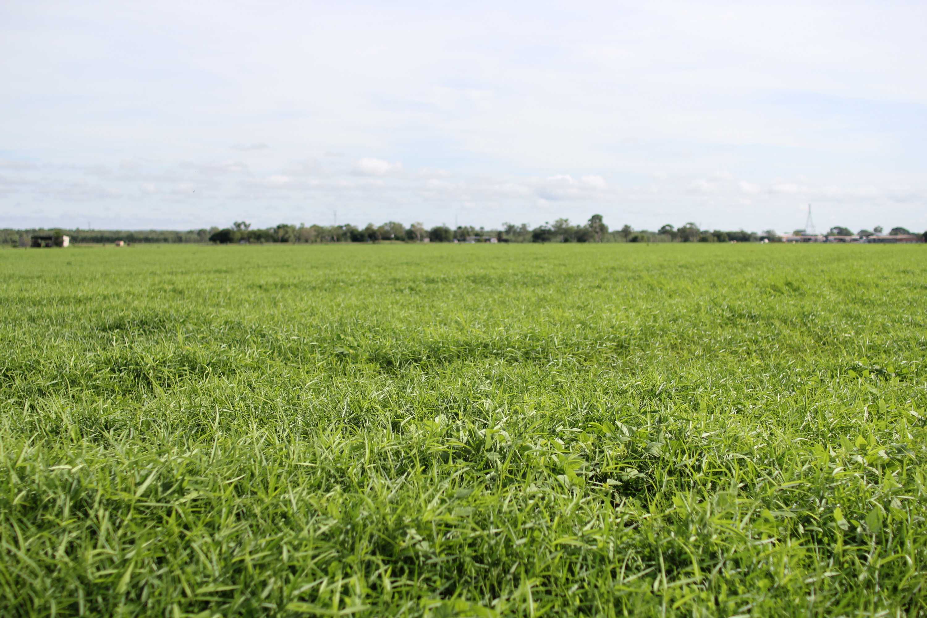 Top End hay season off to 'best start in five years' after heavy ...