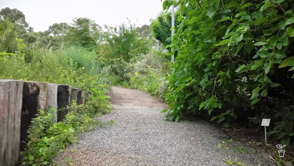 Food Forest Treat - Gardening Australia