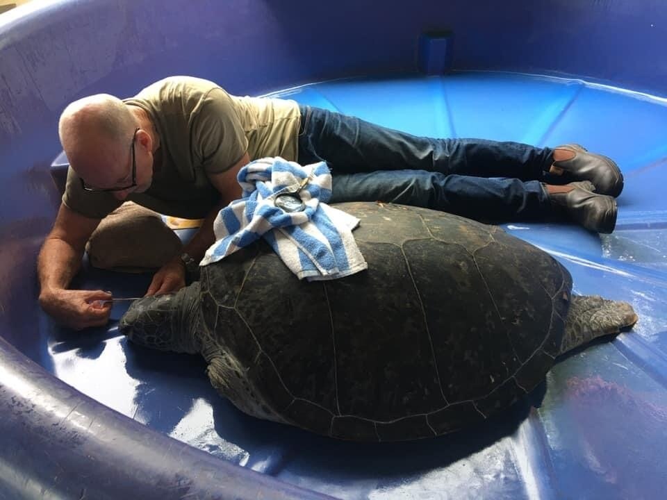 Green sea turtle released more than a year after being found with ...