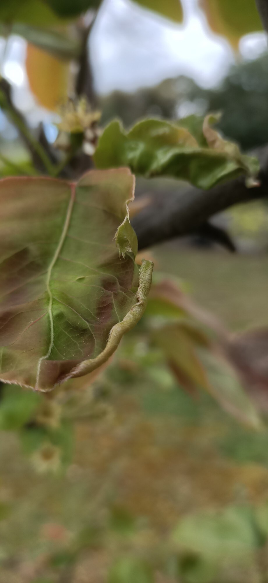 Gardening talkback: curly (leaf) questions - ABC listen