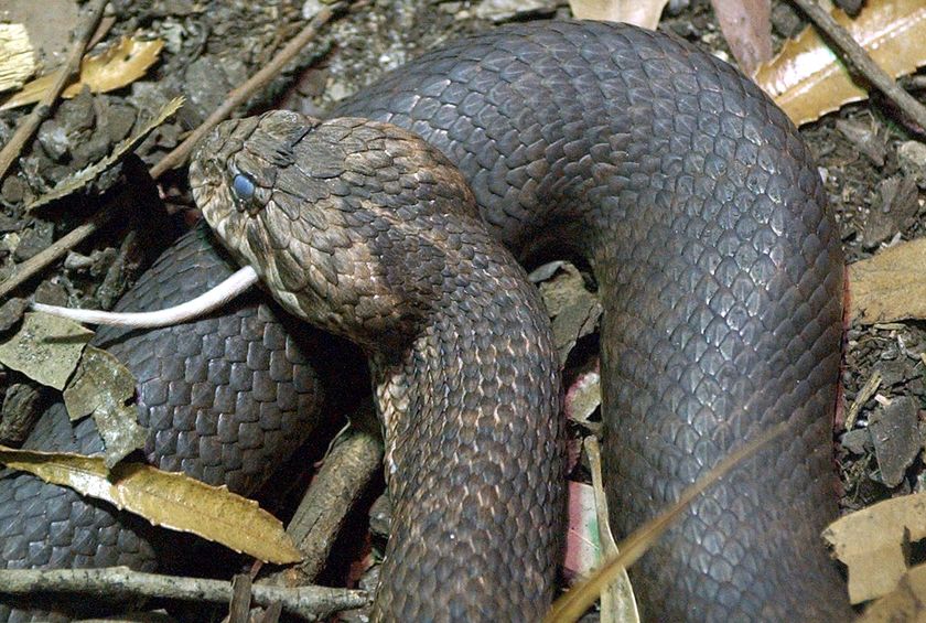 Pet death adder almost kills man - ABC News