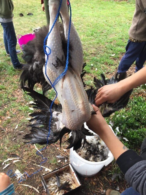 Meet the people learning to cull their own animals so they can feed ...