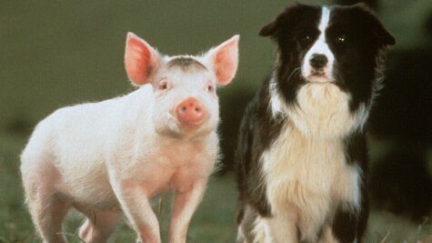 Animal movies and their soundtracks - ABC listen