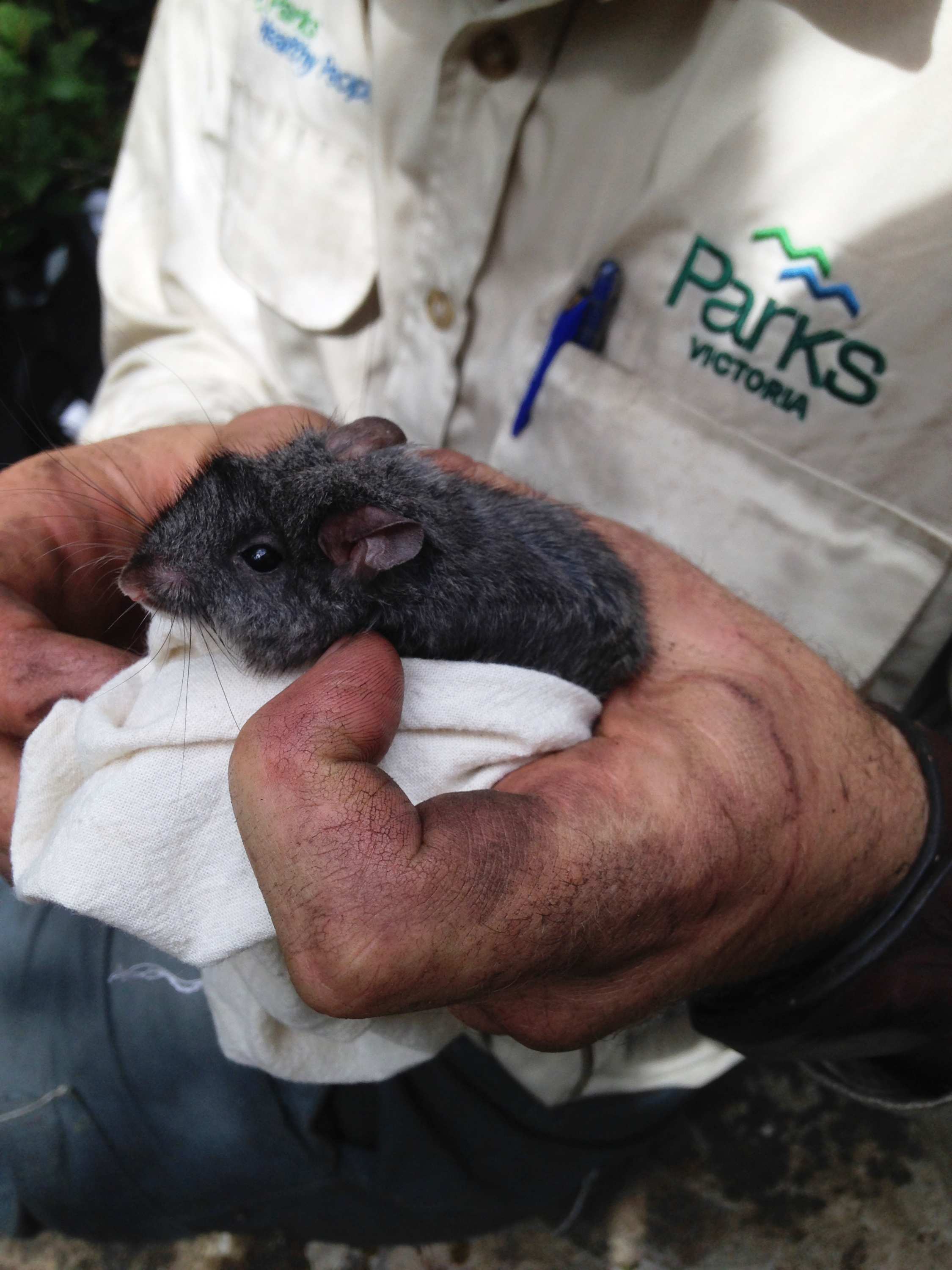 Native Australian smoky mouse becomes first species to be killed from ...