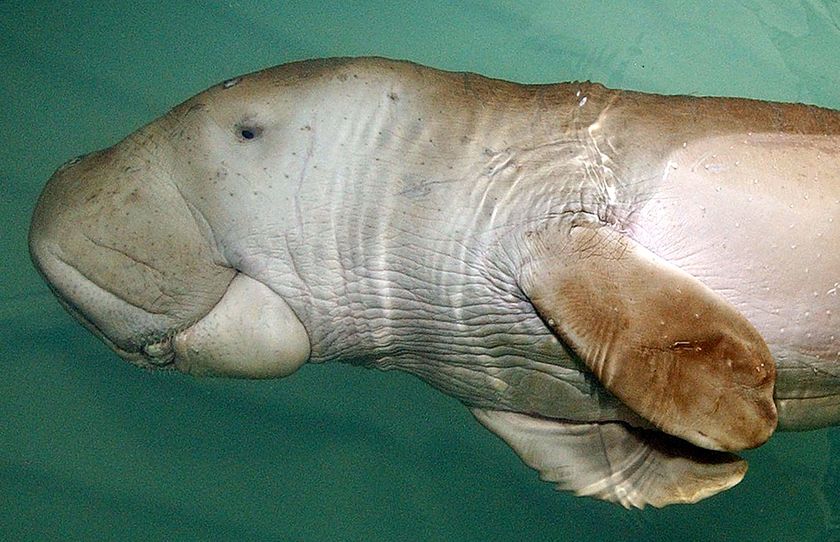 Fisherman raises alarm on Indigenous dugong hunt - ABC News