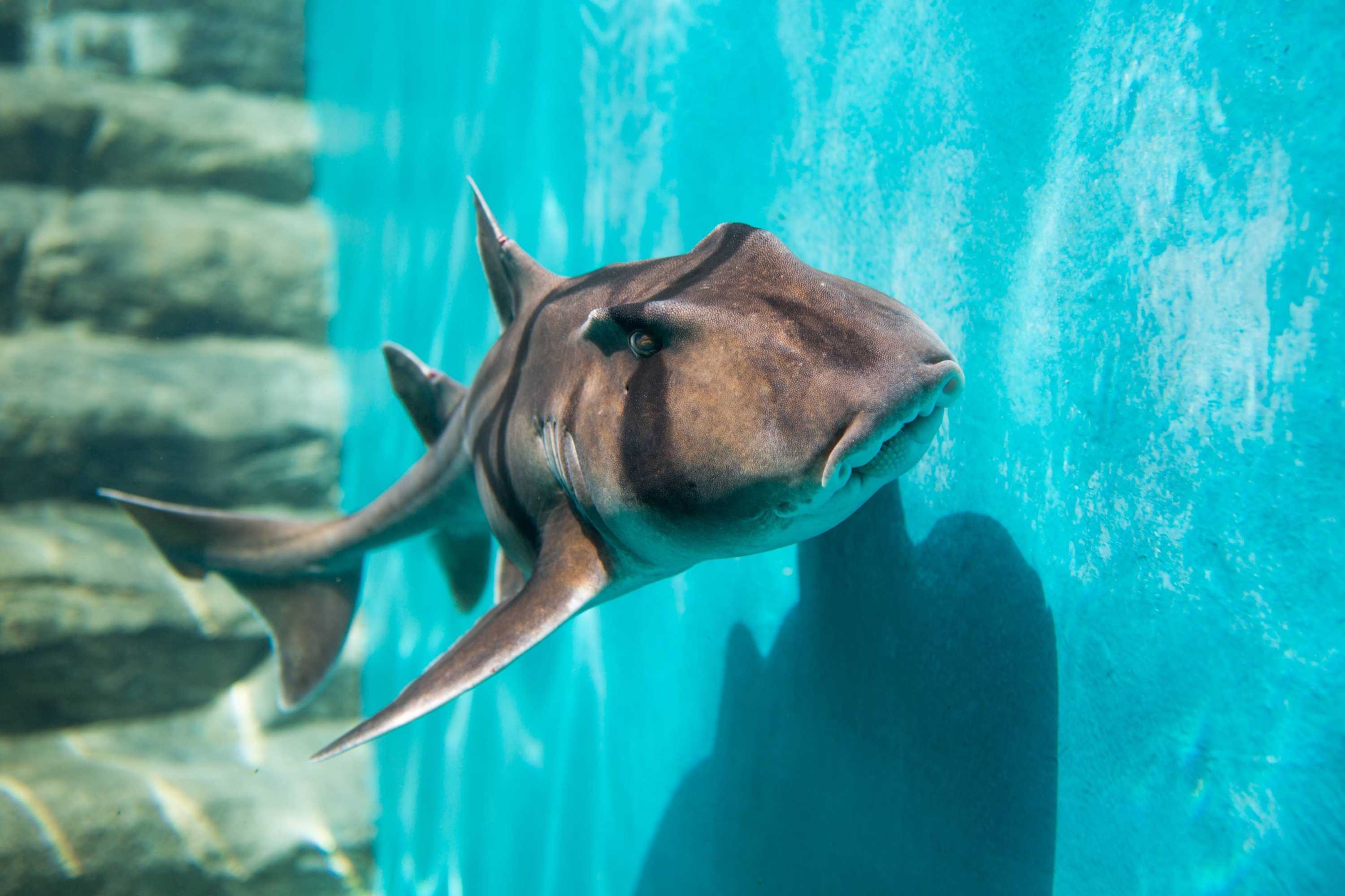 'Puppy dogs of the ocean' Port Jackson sharks added to Great Victorian ...