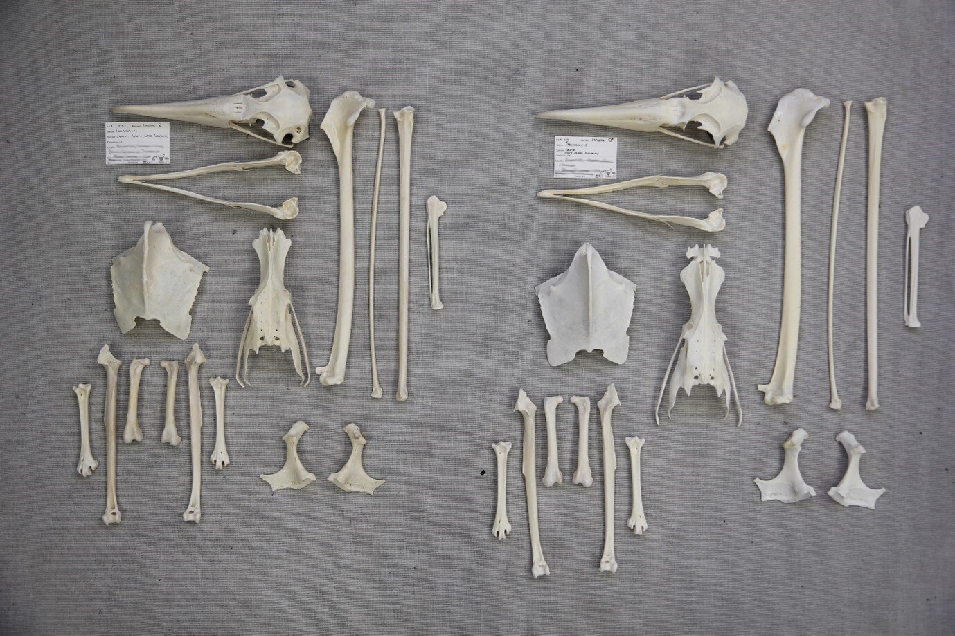 Nicholas Ward - ABC News