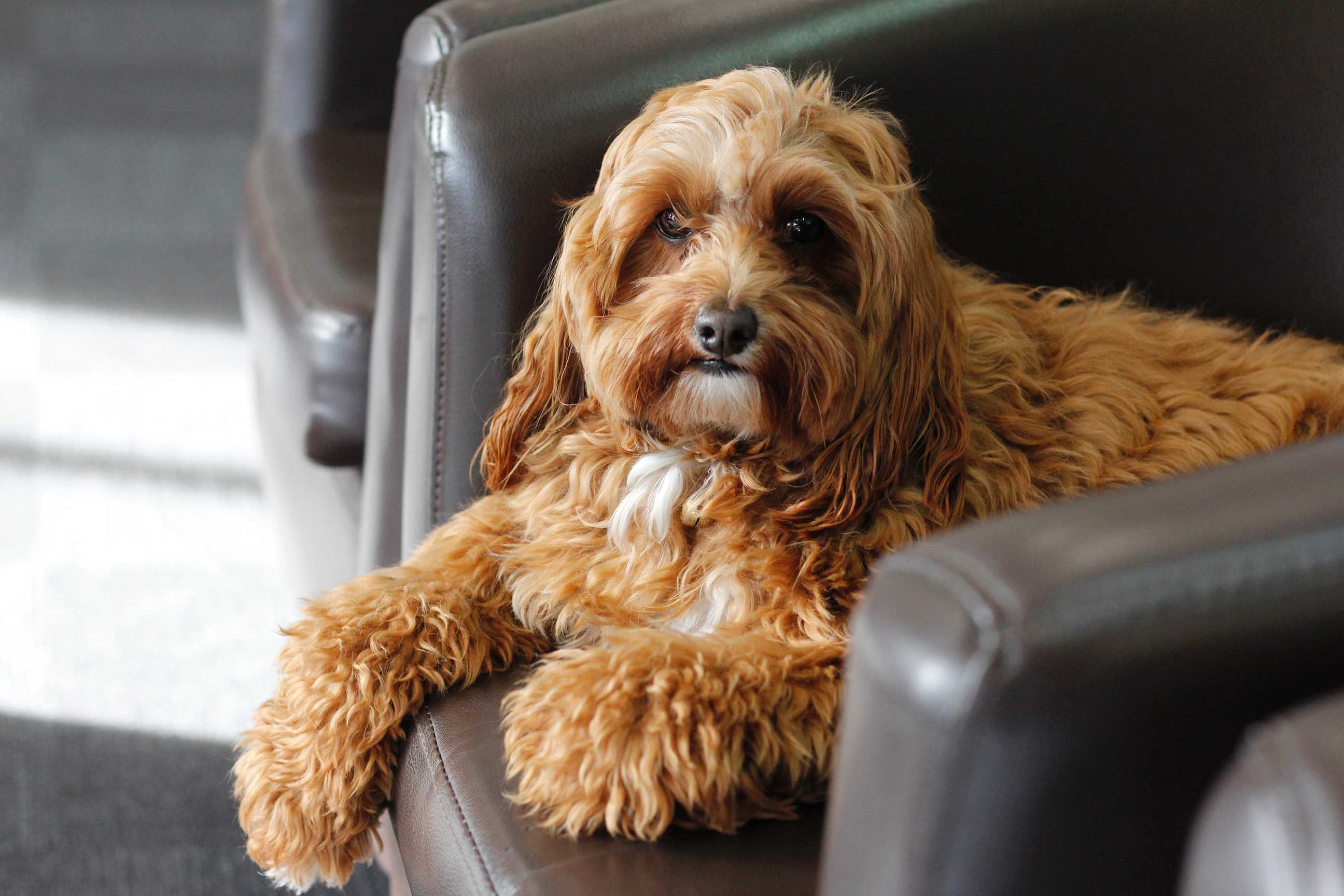 Listen to how 'Luna' the therapy dog helps students and teachers at ...