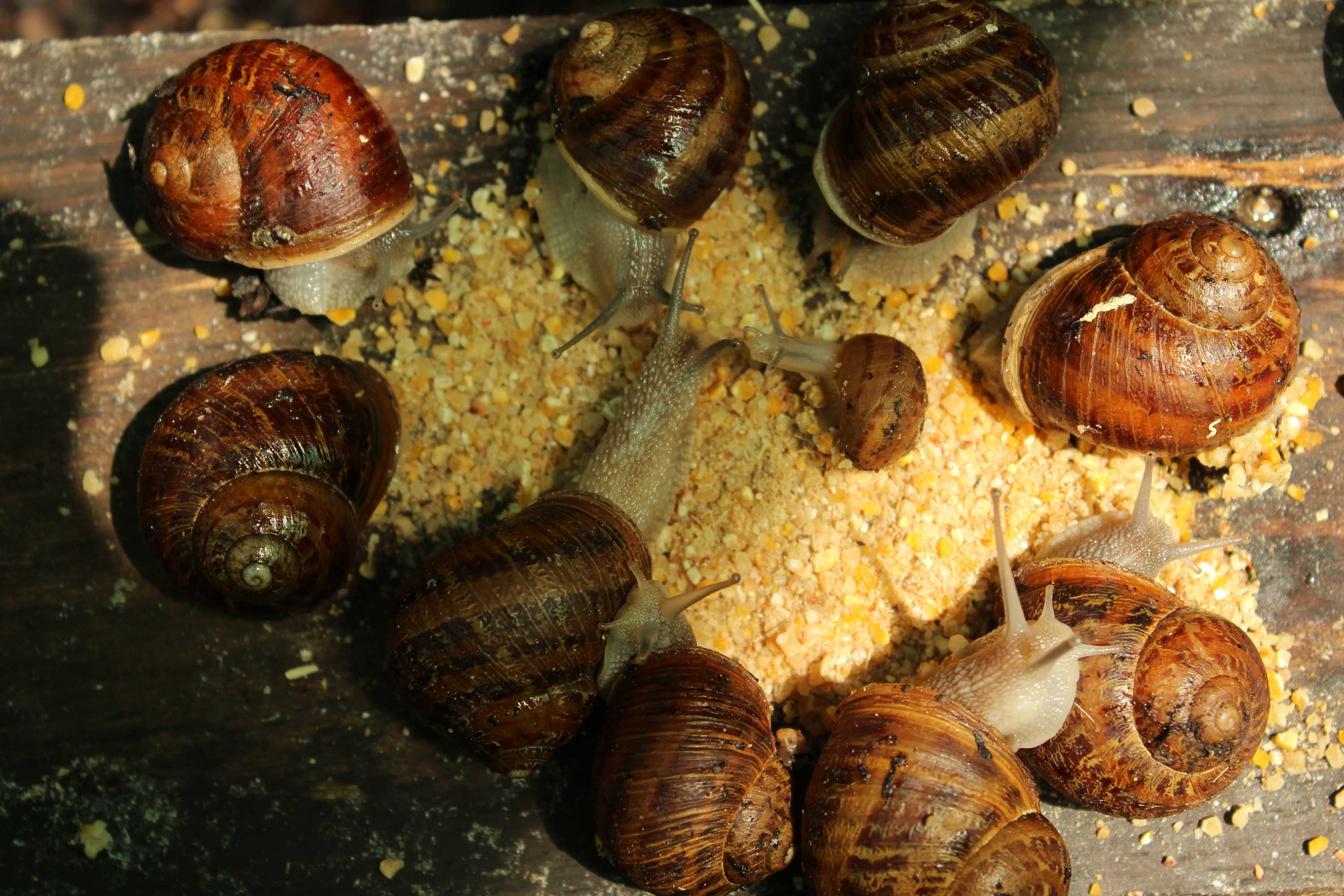 Breeding snails is a slow, slimy and sexy business for one Queensland ...
