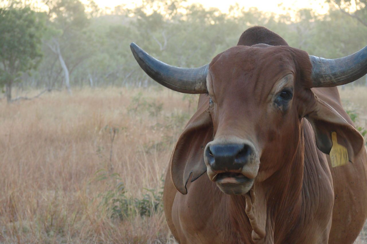 Watch out southern Australia, the biggest cattle in the Kimberley are ...