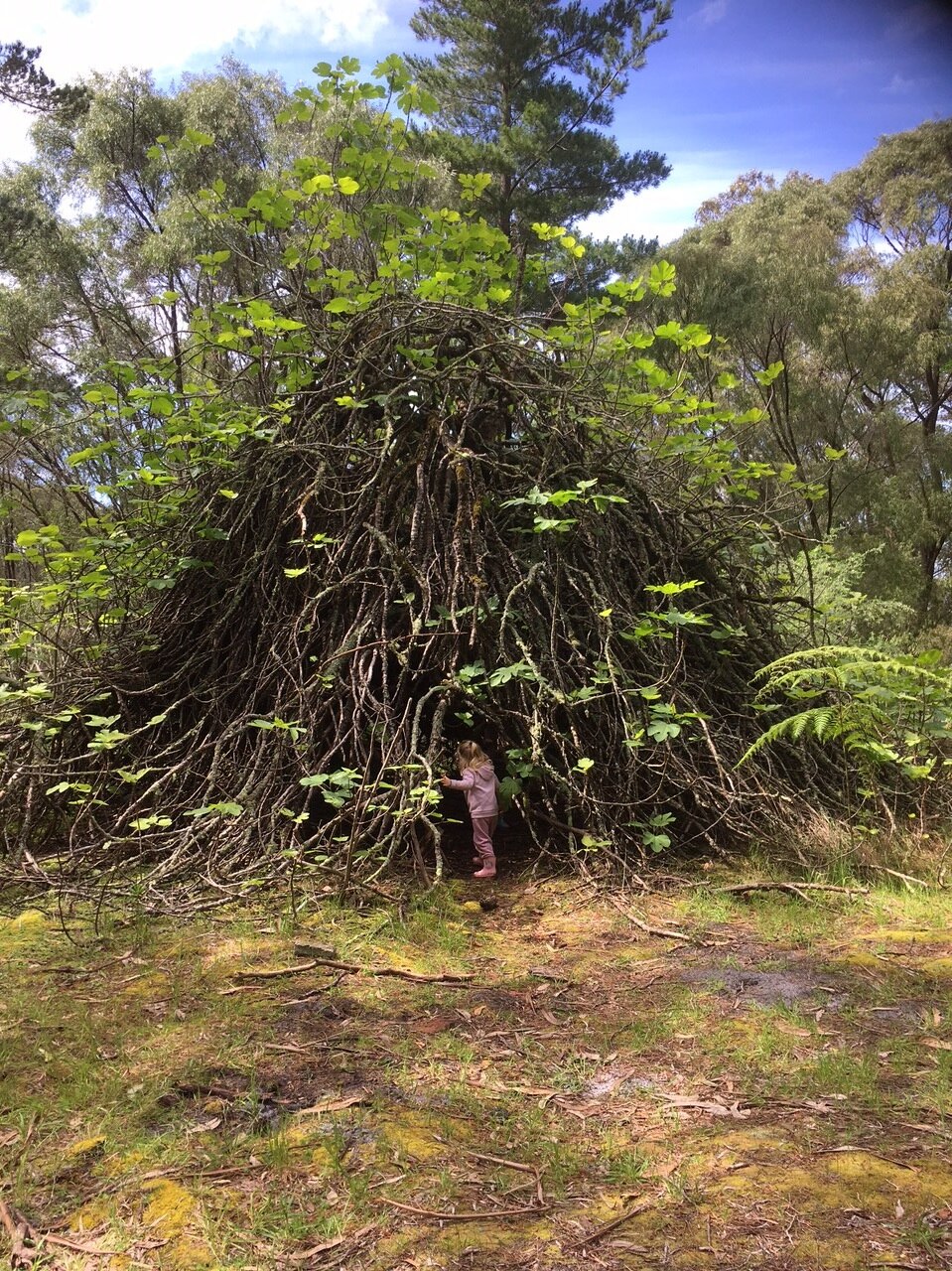 Denmark locals mourn loss of decades-old fig tree bulldozed by ...