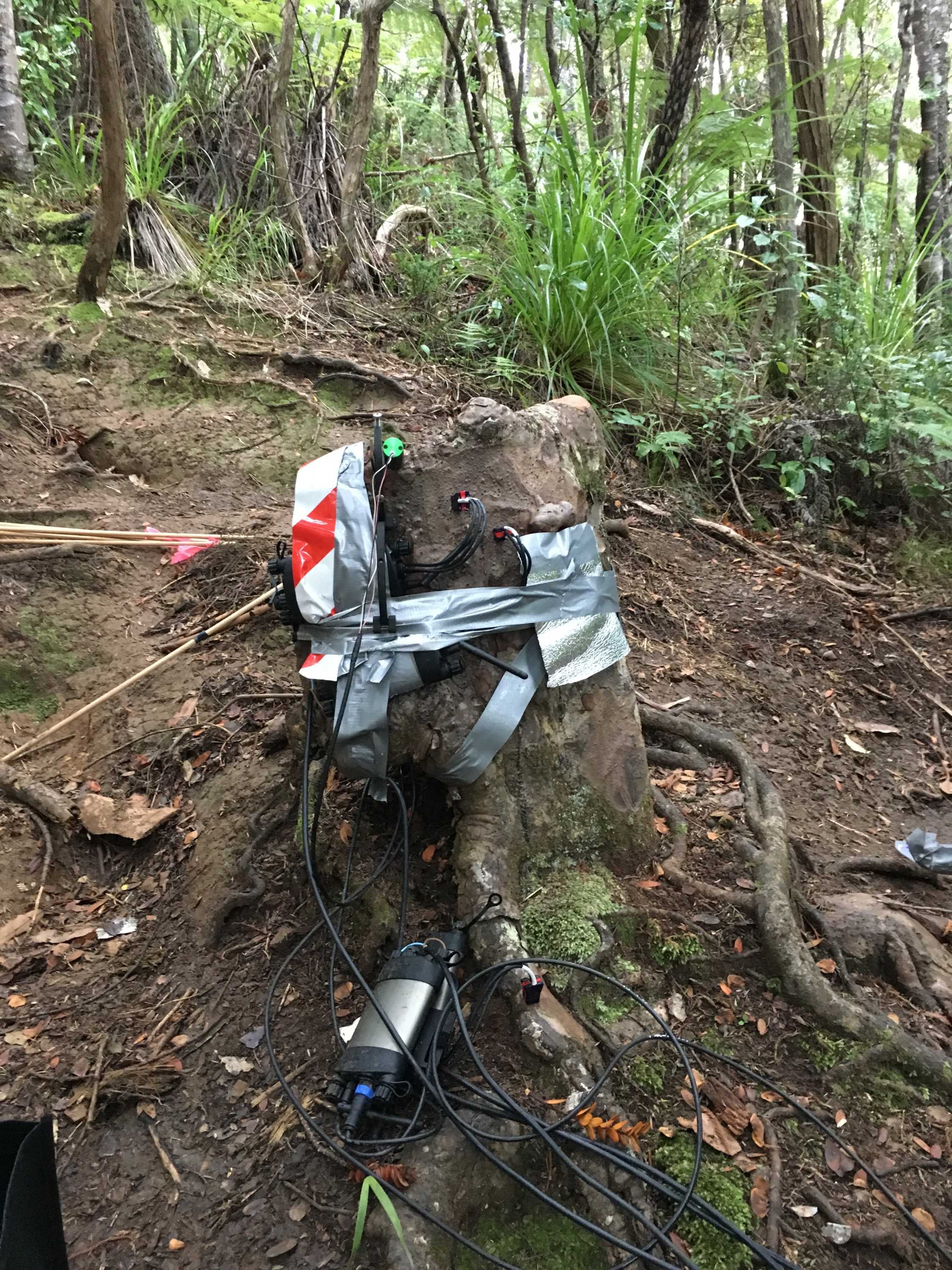 Living stump discovered in New Zealand's kauri forest suggests trees ...