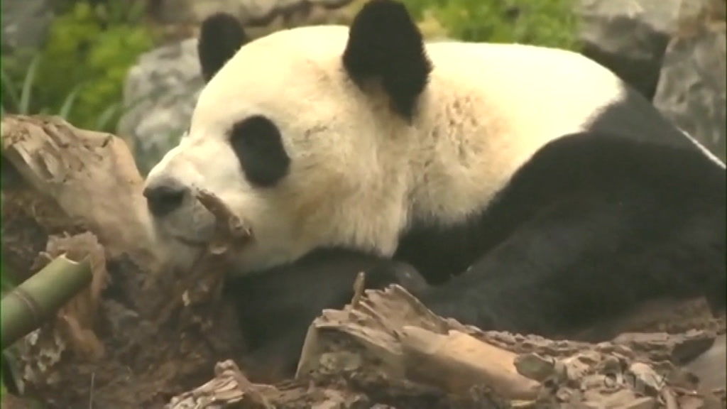 Giant pandas in Canada to return to China due to bamboo supply shortage ...