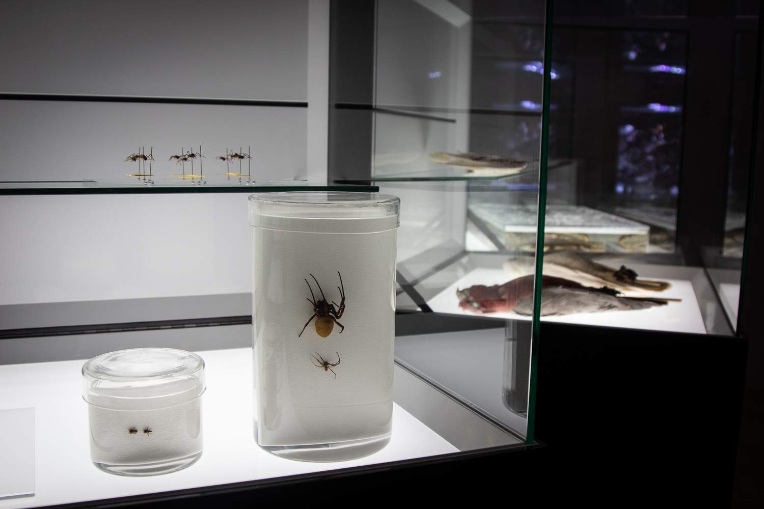 Biomess exhibition challenges conventional ideas of what belongs in a ...