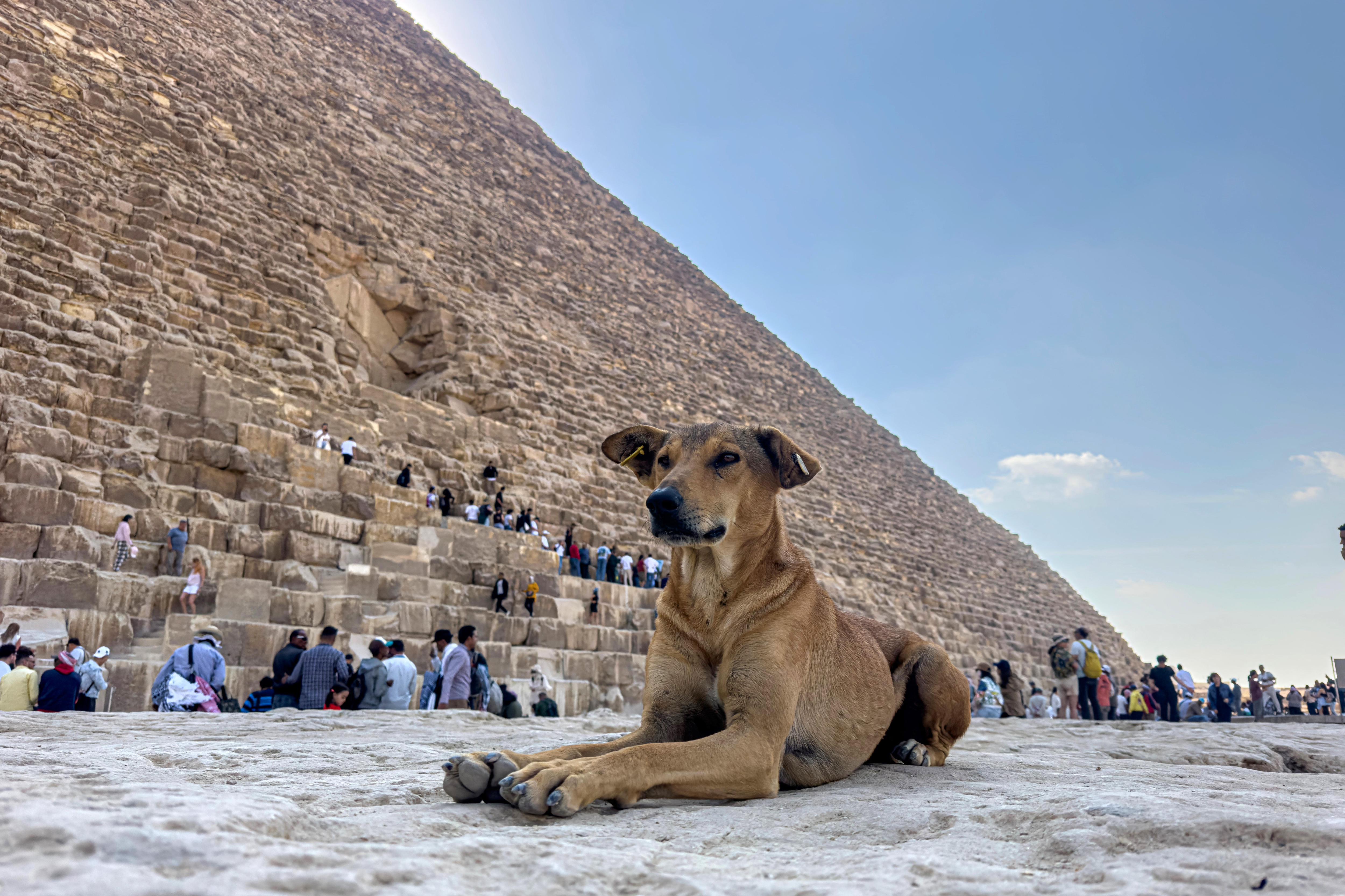Egypt's stray dogs become tourist attraction after video of 'pyramid ...