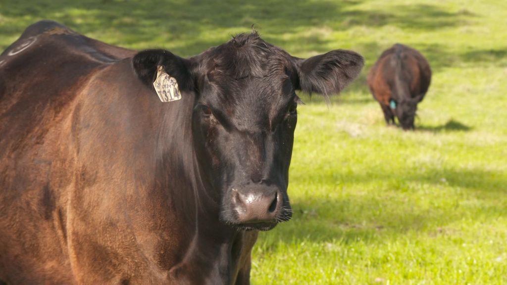Beef's Battleground: Beef and climate change - ABC News