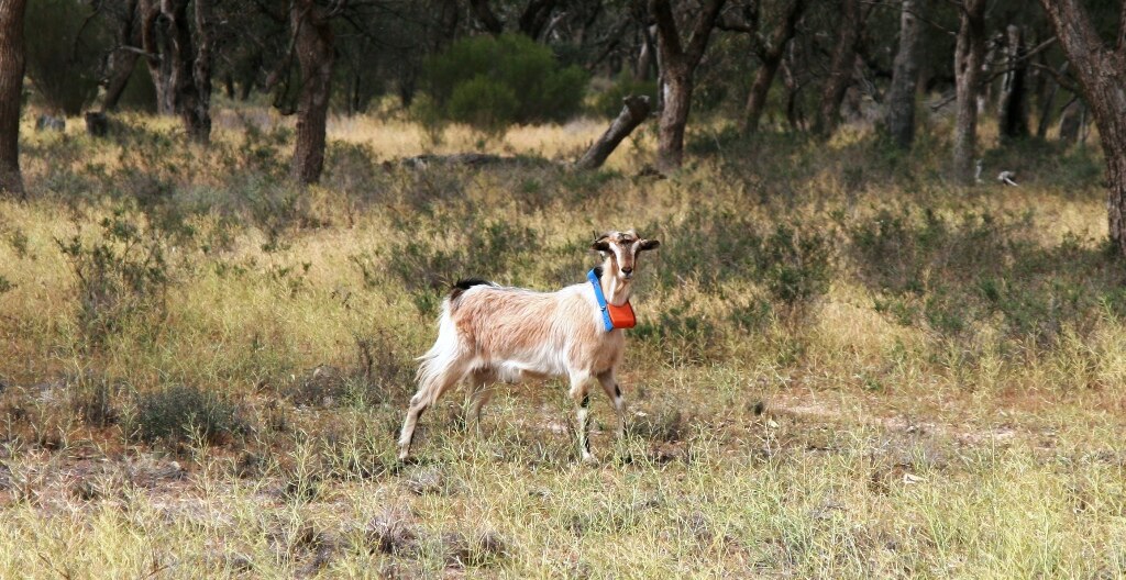 'Judas goats' set up mates to be shot in the Mallee - ABC News