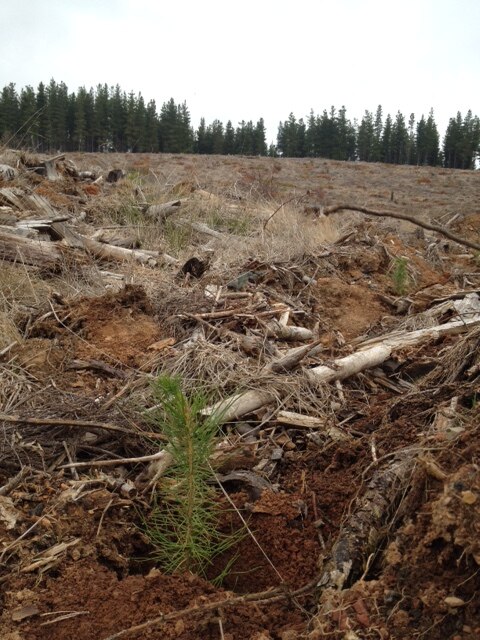 Millions of radiata pine trees planted in State Forests across central ...