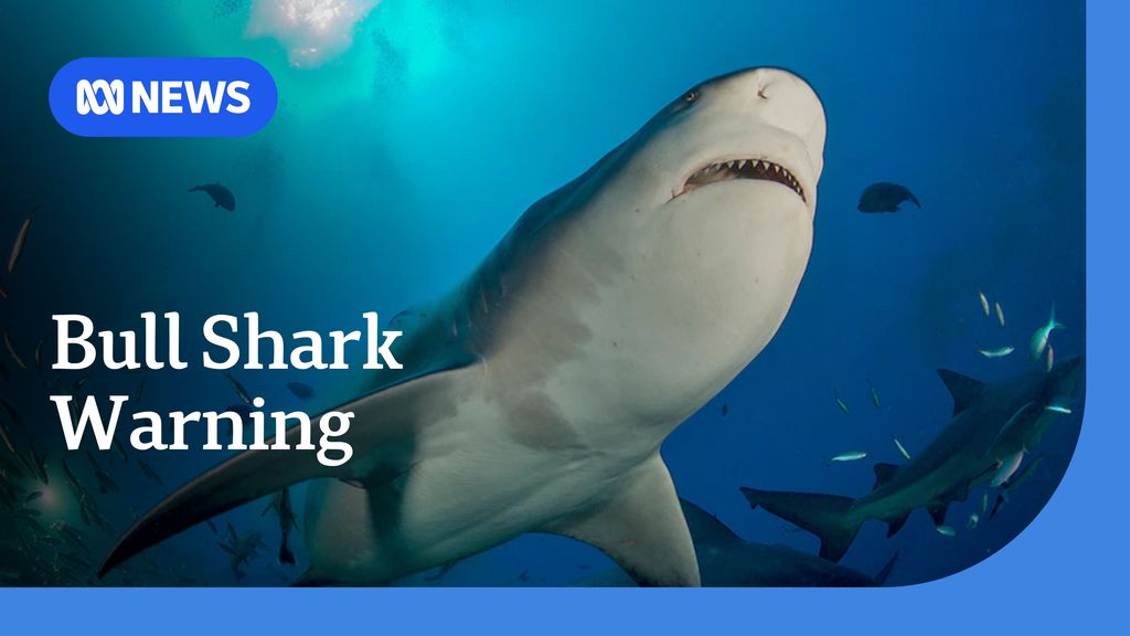 New data shows a rise in the number of bull sharks across QLD coast ...