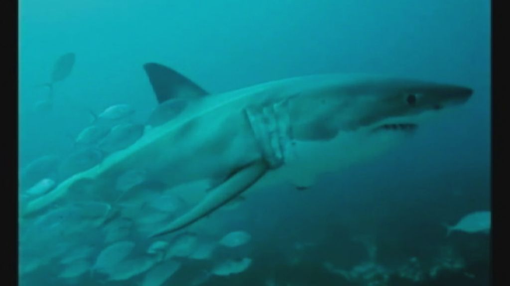 Busting myths about why great whites bite - ABC News