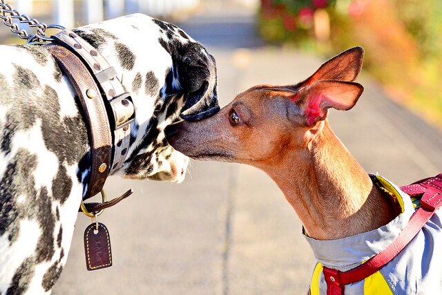 Learn English: Homophones, homographs or homonyms? - ABC Education