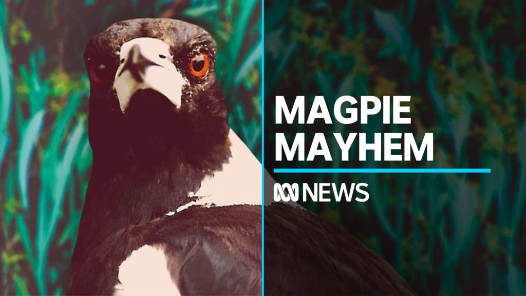 Swooping season well underway in Canberra - ABC News