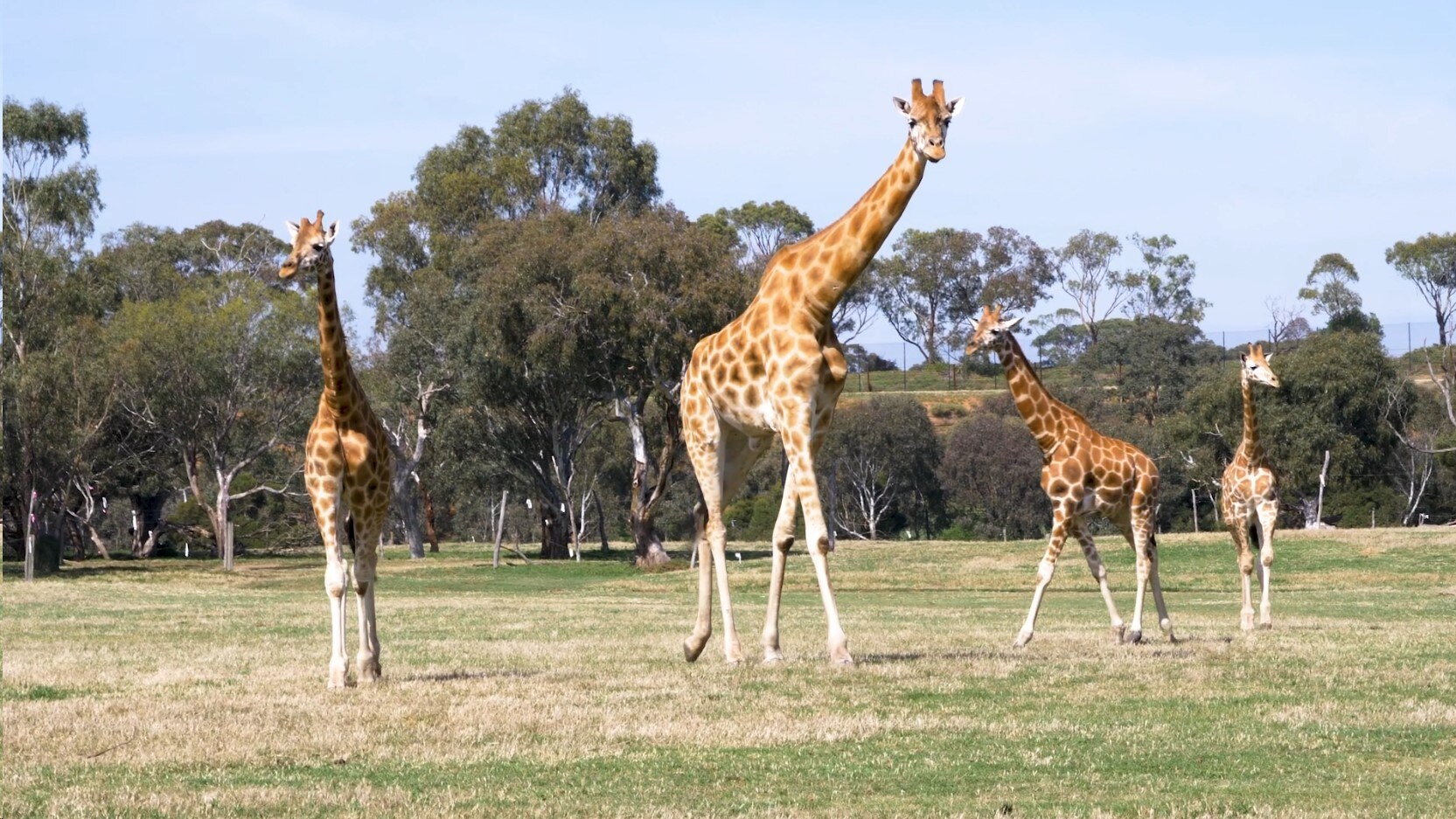 Three new giraffes David, Wayo and Jesse galloping into Werribee Zoo ...