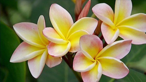 Frangipani - Gardening Australia