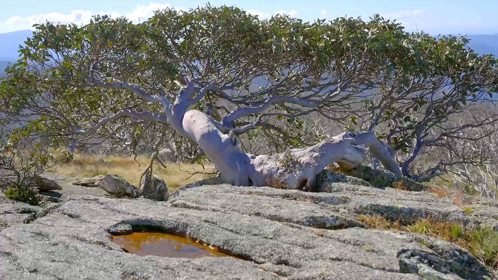 Catalyst: The hardy snow gum - ABC Education